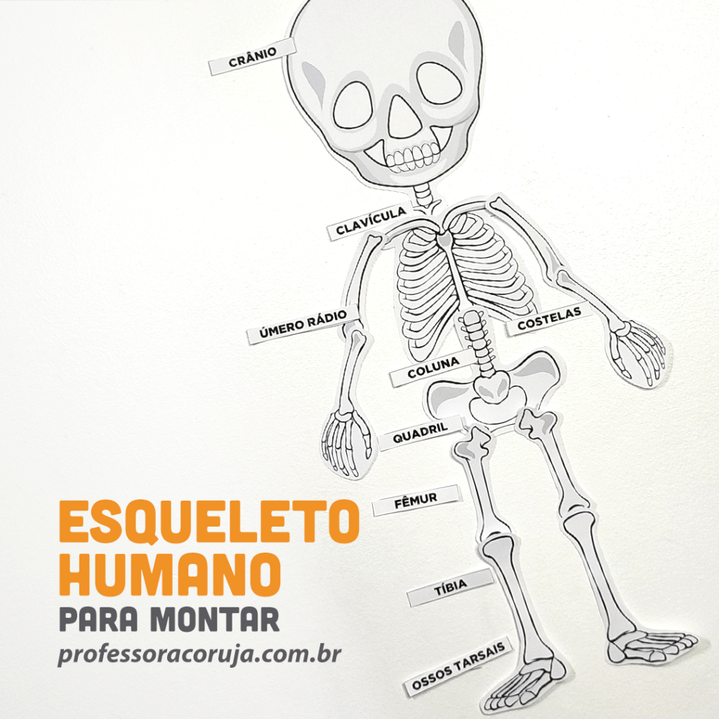 Partes Do Esqueleto Do Corpo Humano 3d Ilustração Da Anatomia Do